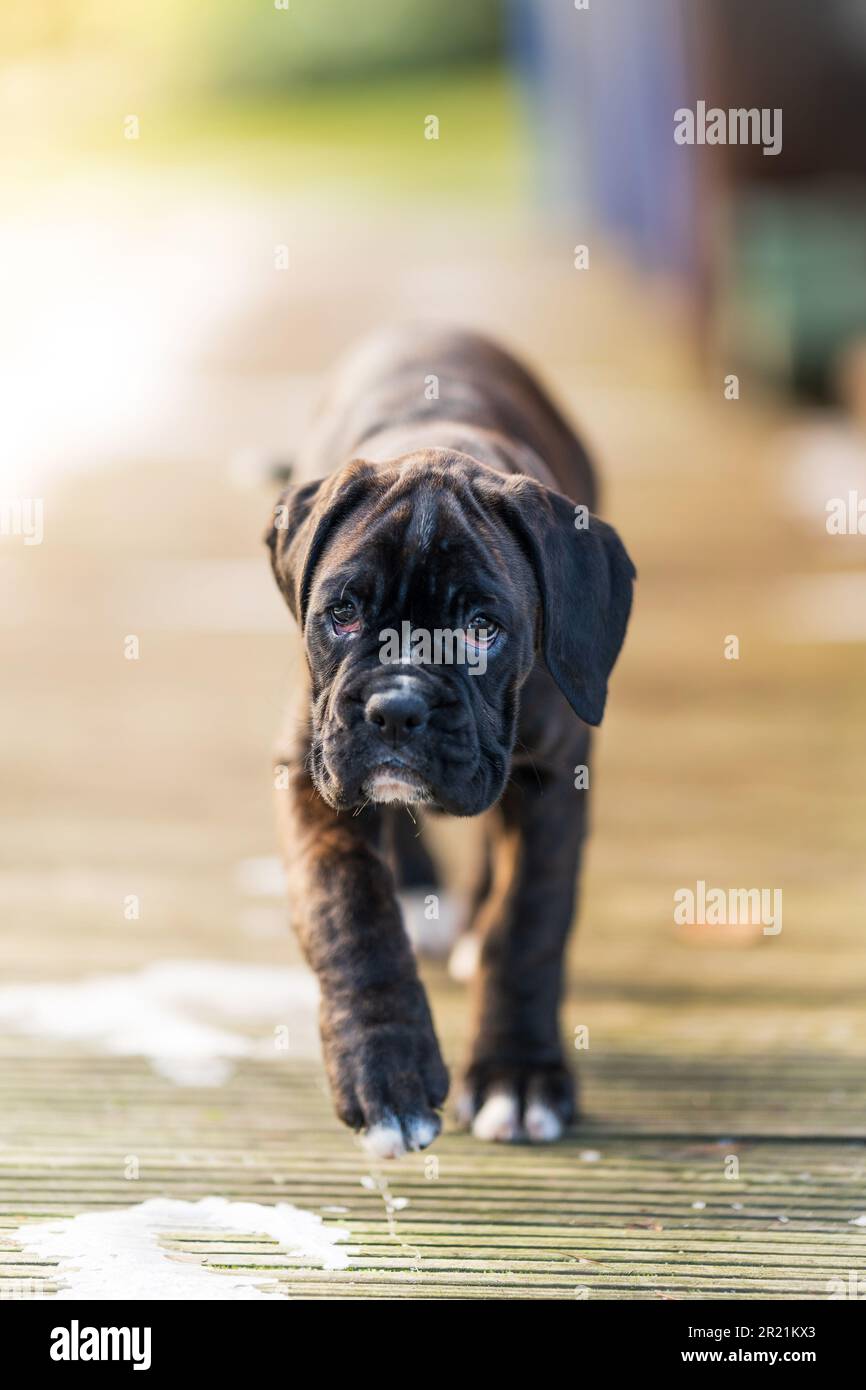 Sad Boxer Puppy Eyes