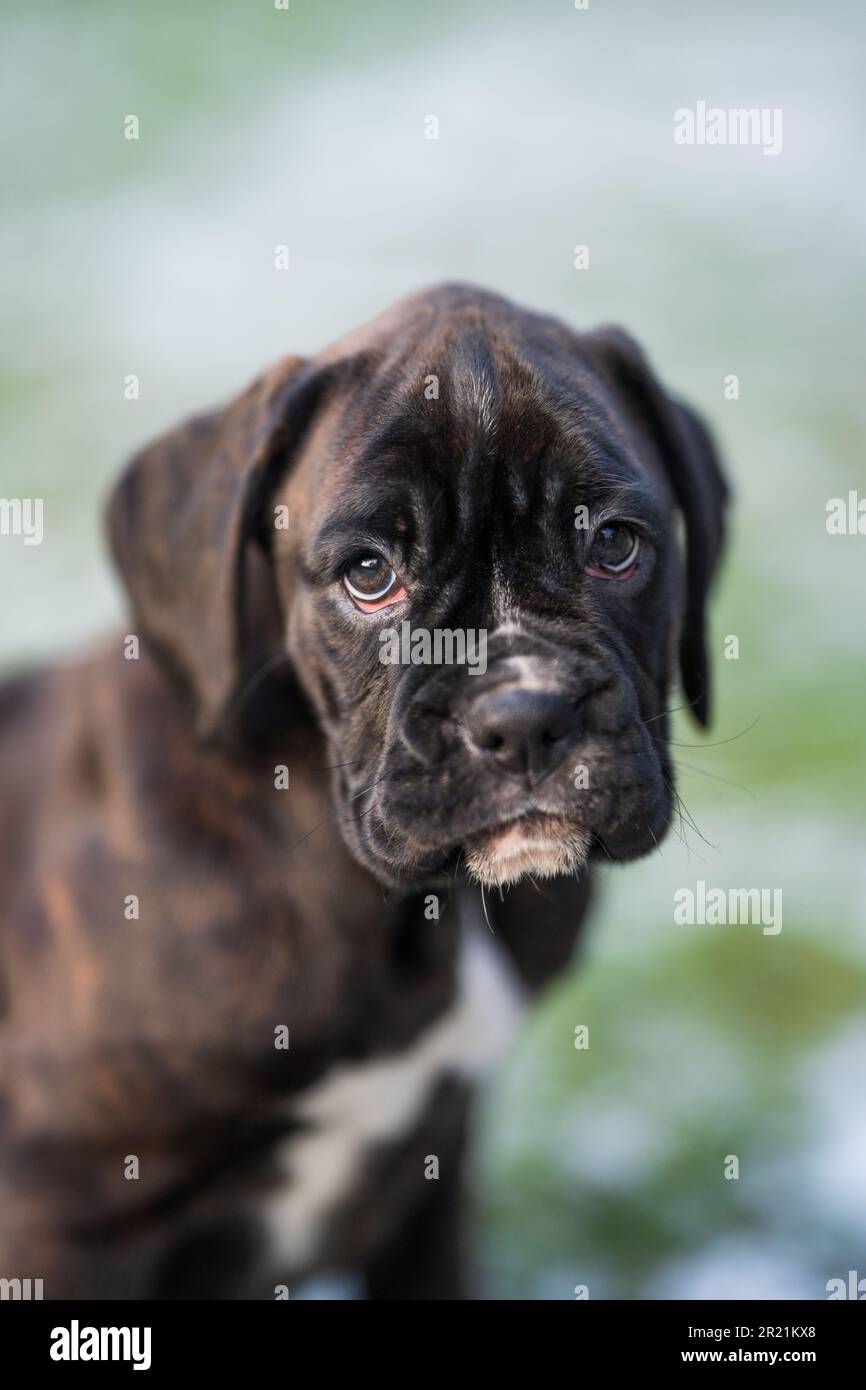 Sad looking boxer dog hi-res stock photography and images - Alamy