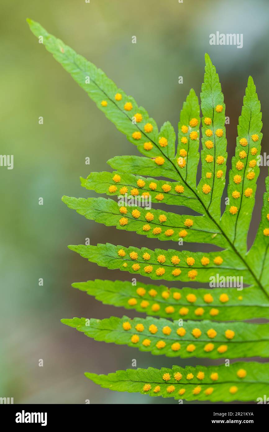 Spore balls hi-res stock photography and images - Alamy