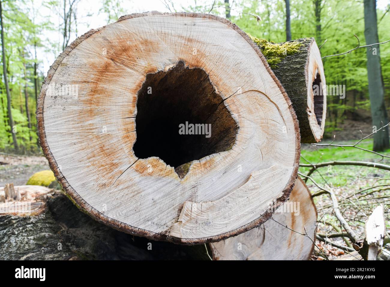 A sick tree felled in the forest. Ecological disaster Stock Photo - Alamy