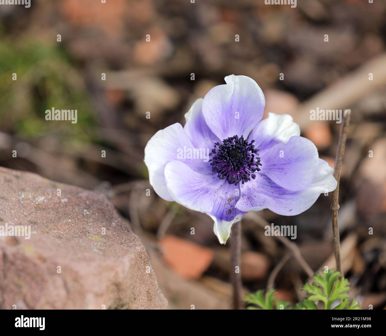 Flowering anemone in a garden Stock Photo - Alamy