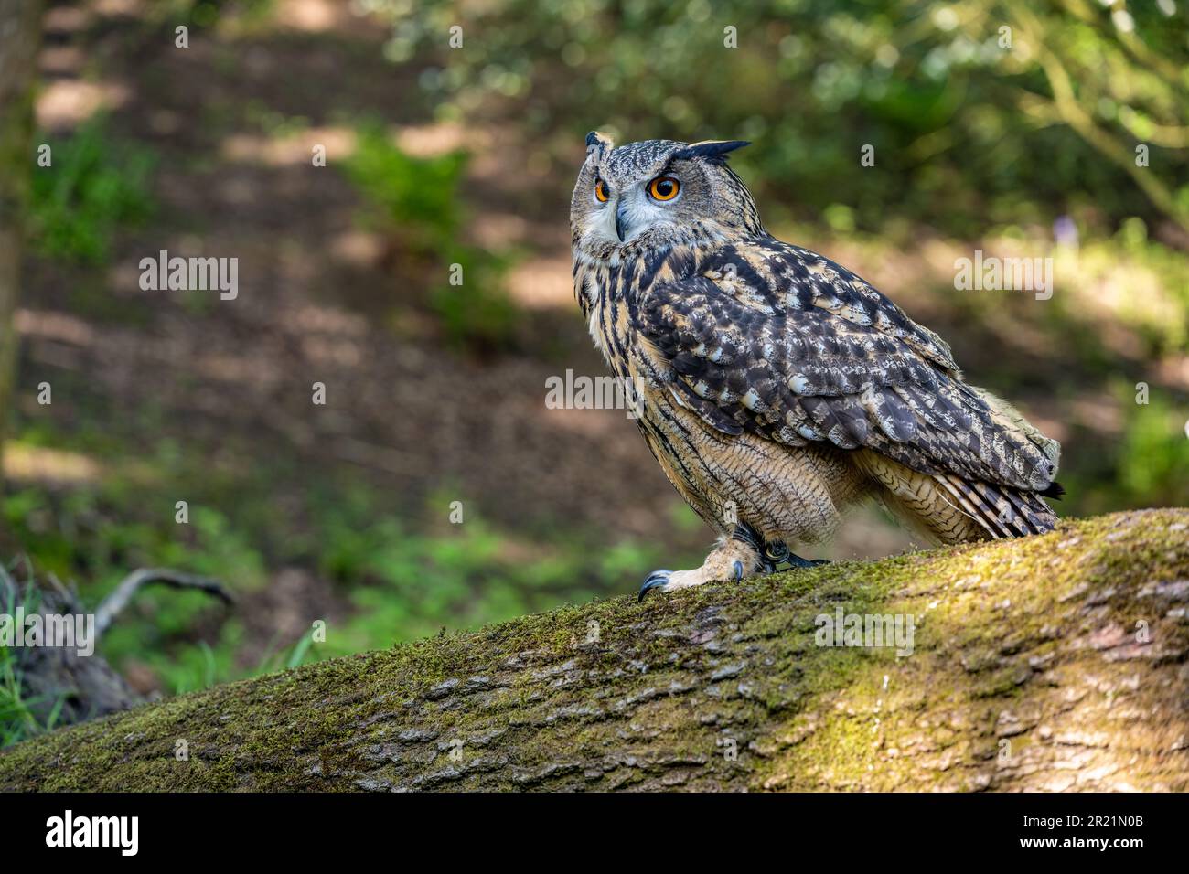 An Eurasian Eagle Owl sitting on a branch perch in a woodland setting ...