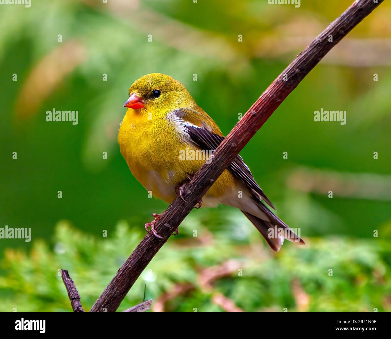 American Goldfinch female close-up side view perched on a branch with ...