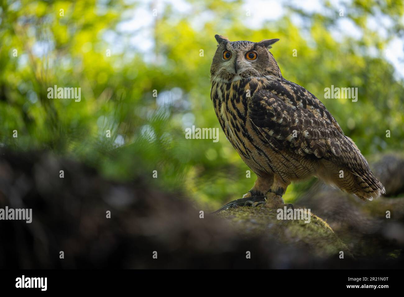 An Eurasian Eagle Owl sitting on a branch perch in a woodland setting ...