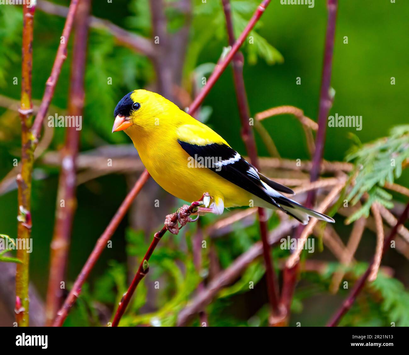 Male American Goldfinch Wallpapers Man American Goldfinch (Carduelis