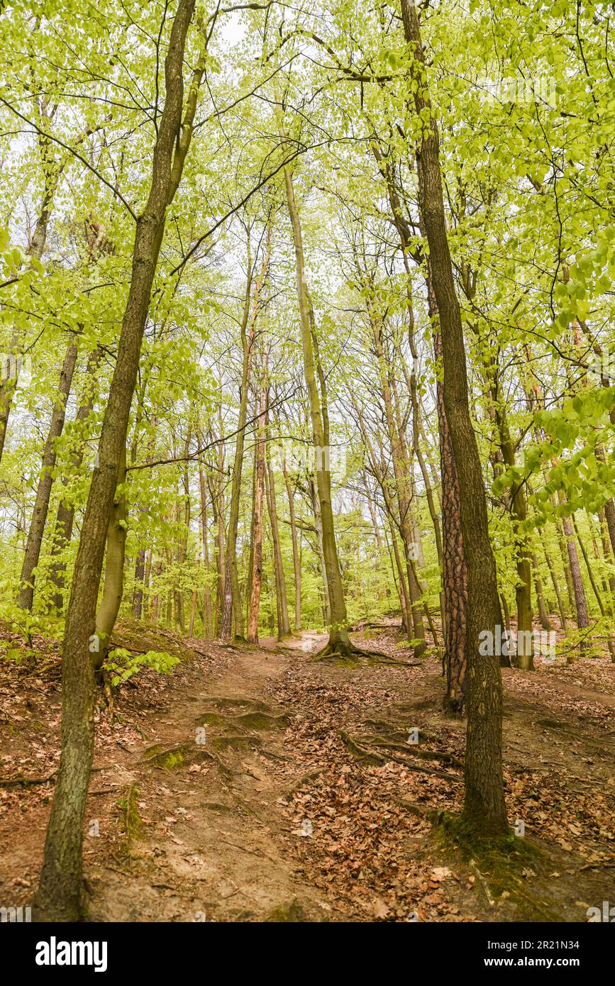 Beautiful spring deciduous forest, deciduous forest texture Stock Photo ...
