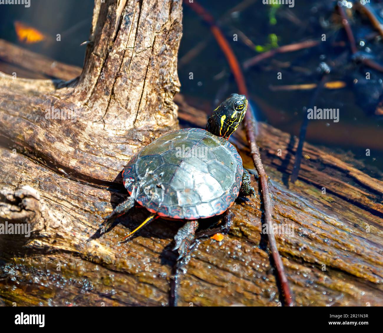 Painted turtle close-up aerial view resting on a log in the pond ...