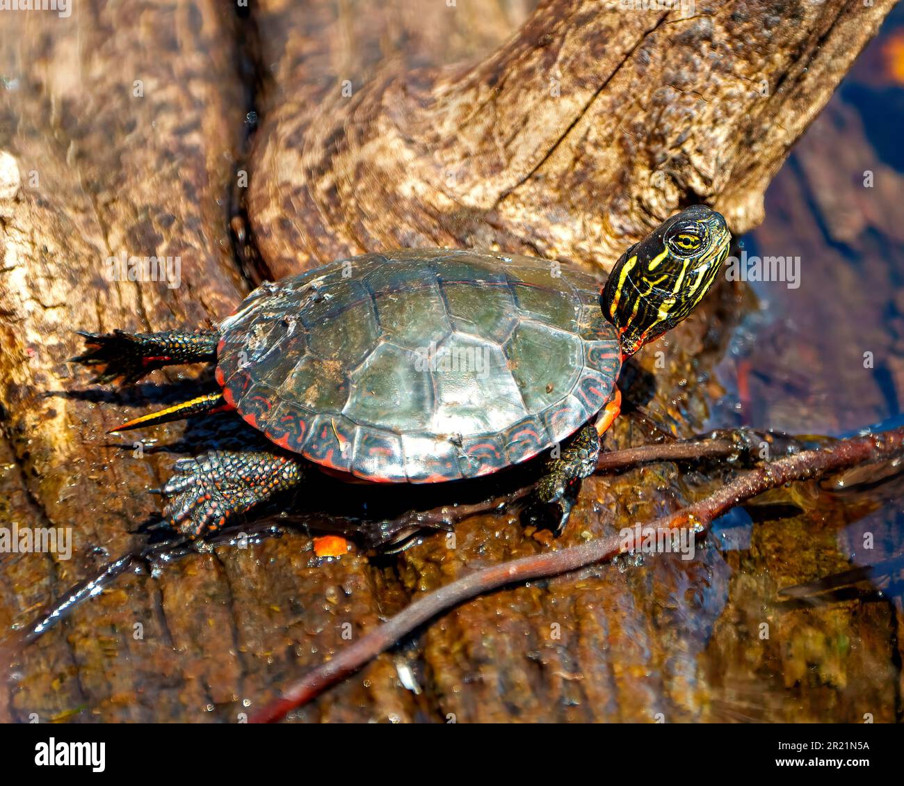 Painted turtle resting on a log in the pond with lily water pad moss ...