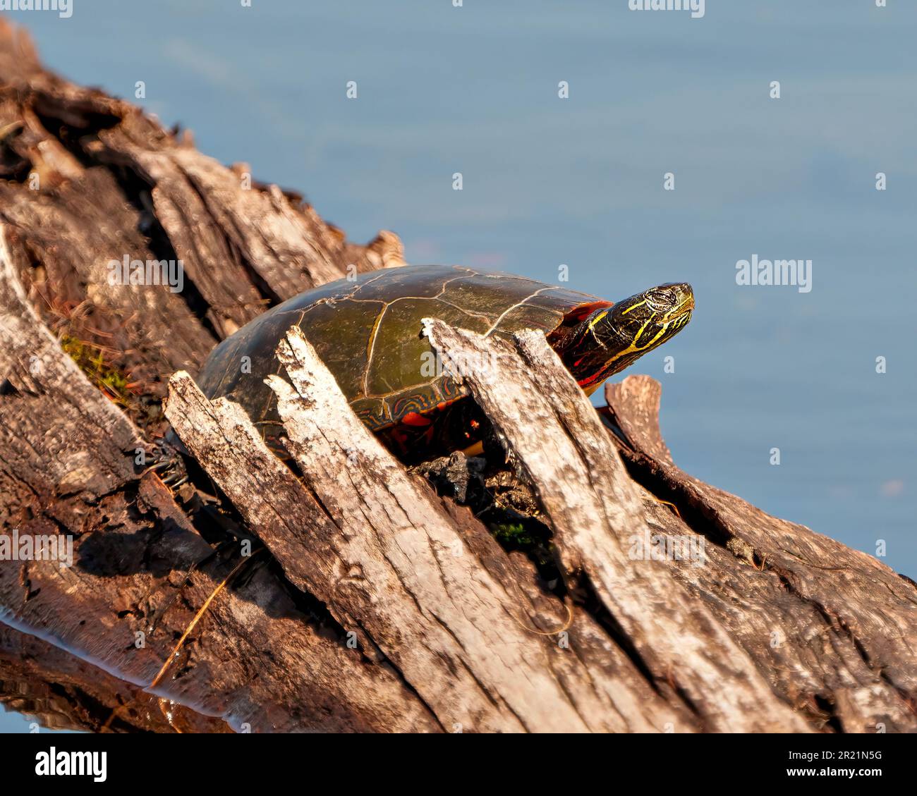 Painted turtle resting and hiding on a log in the pond with blue water ...