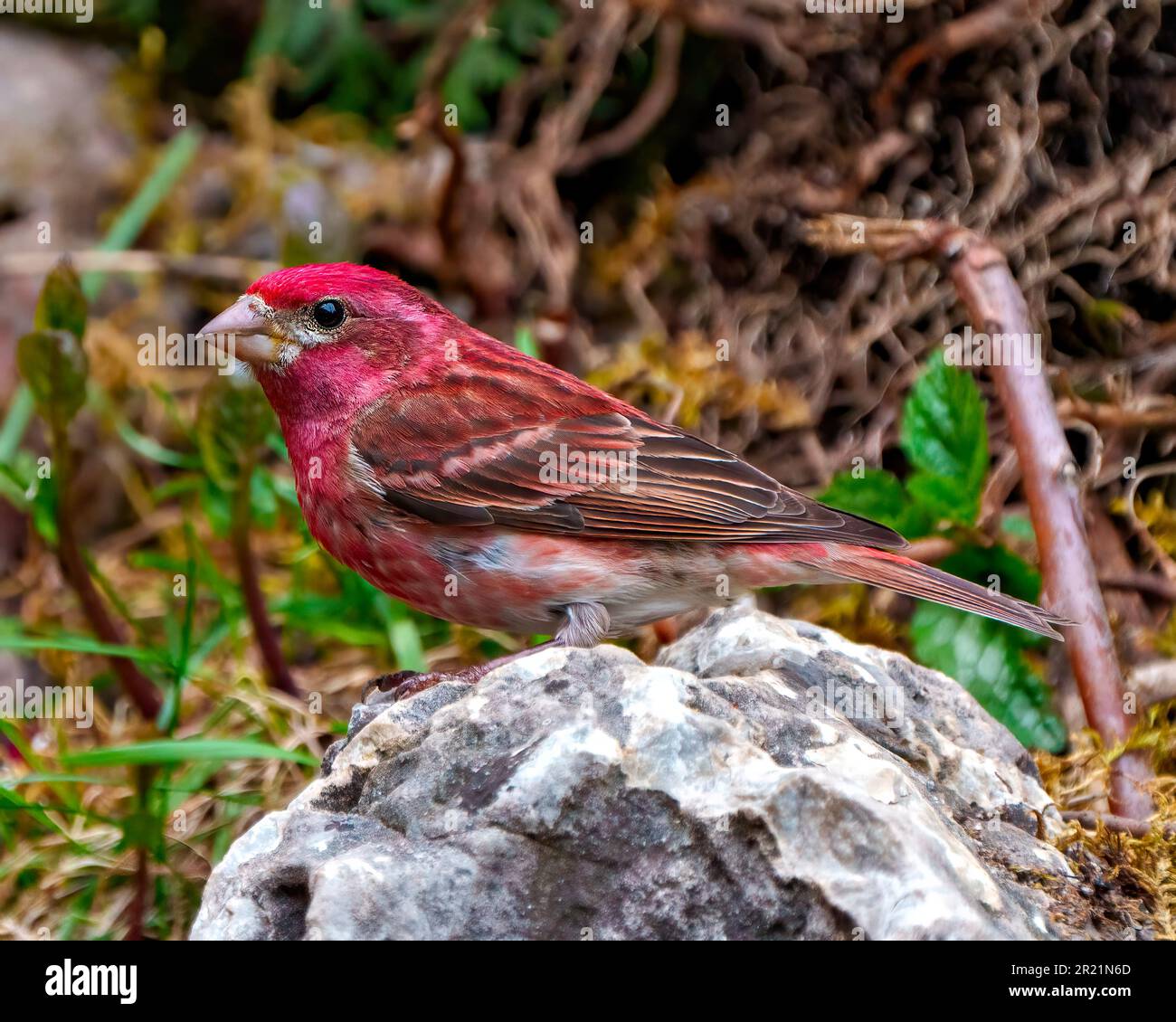 Purple Finch male close-up profile side view, standing on a rock ...