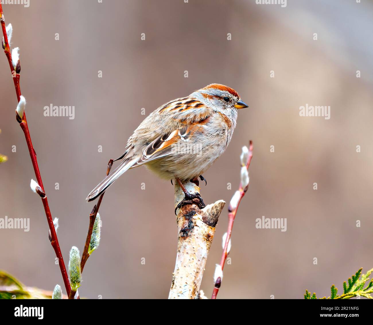 American Tree Sparrow close-up side view perched on a tree bud branch ...