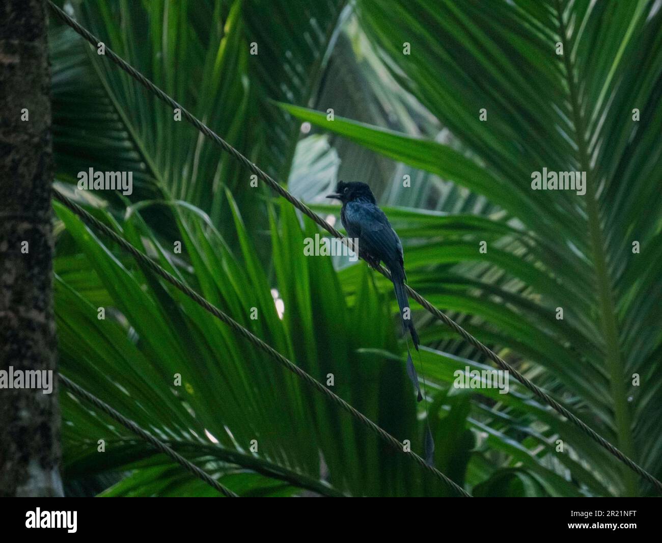 Paradise drongo bird hi-res stock photography and images - Alamy