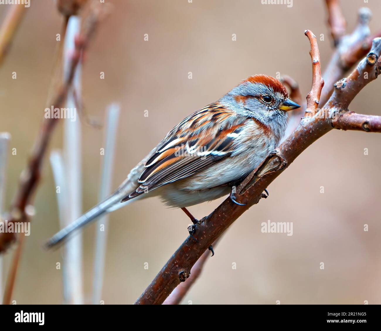 American Tree Sparrow close-up side view perched on a twig brown ...
