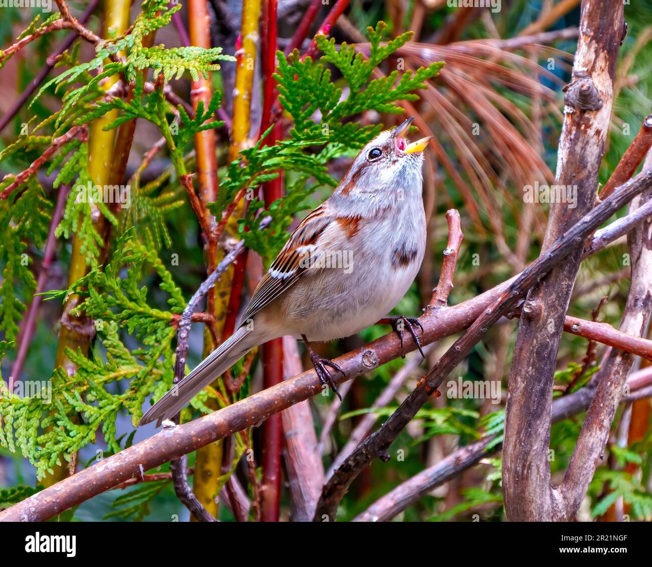 American Tree Sparrow close-up side view perched on a tree branch with ...