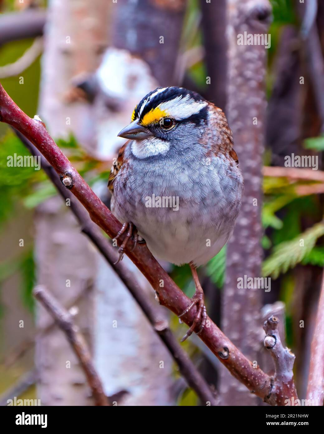 White-crowned Sparrow close up front view perched on a twig with forest ...