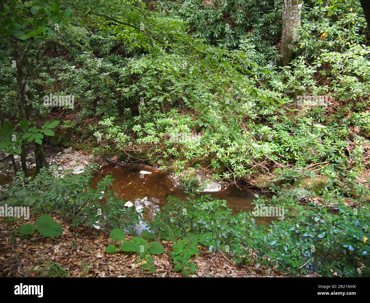 Marina River (Strandzha Nature Park, Burgas Province, Republic of ...