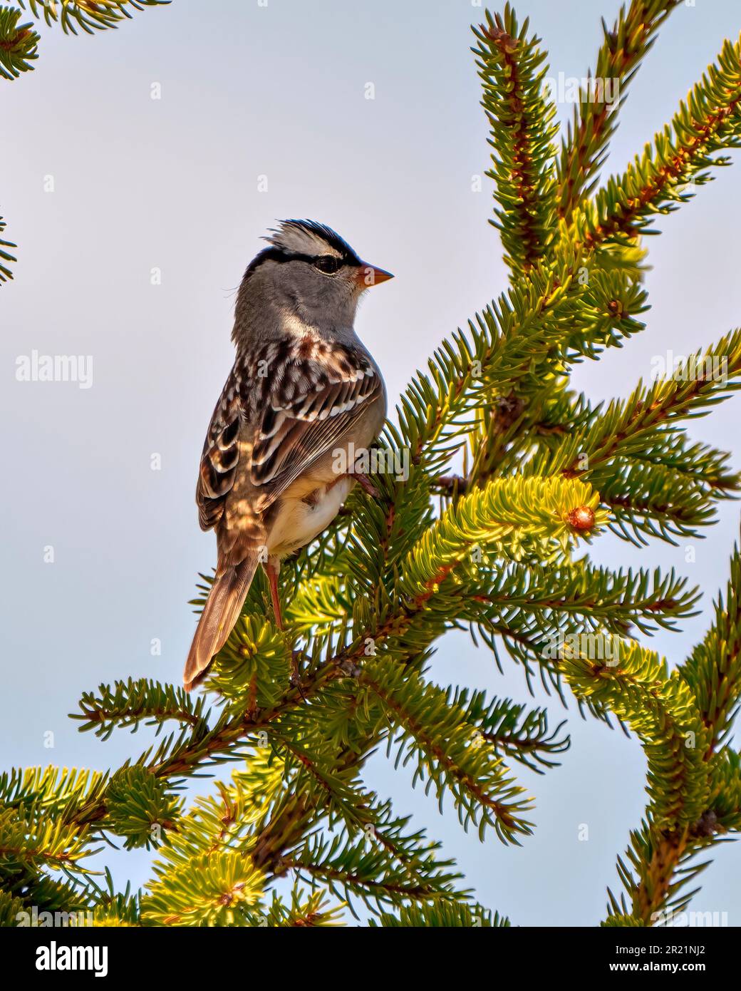 White-crowned Sparrow close up side view perched on a coniferous tree ...