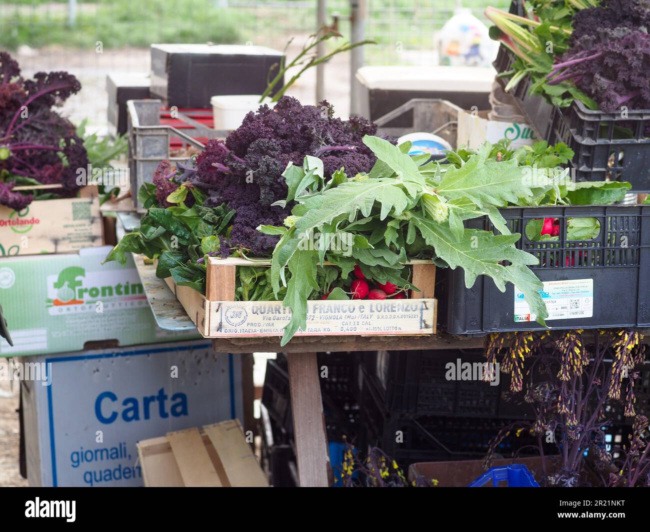Female farmer harvesting asparagus hi-res stock photography and images ...
