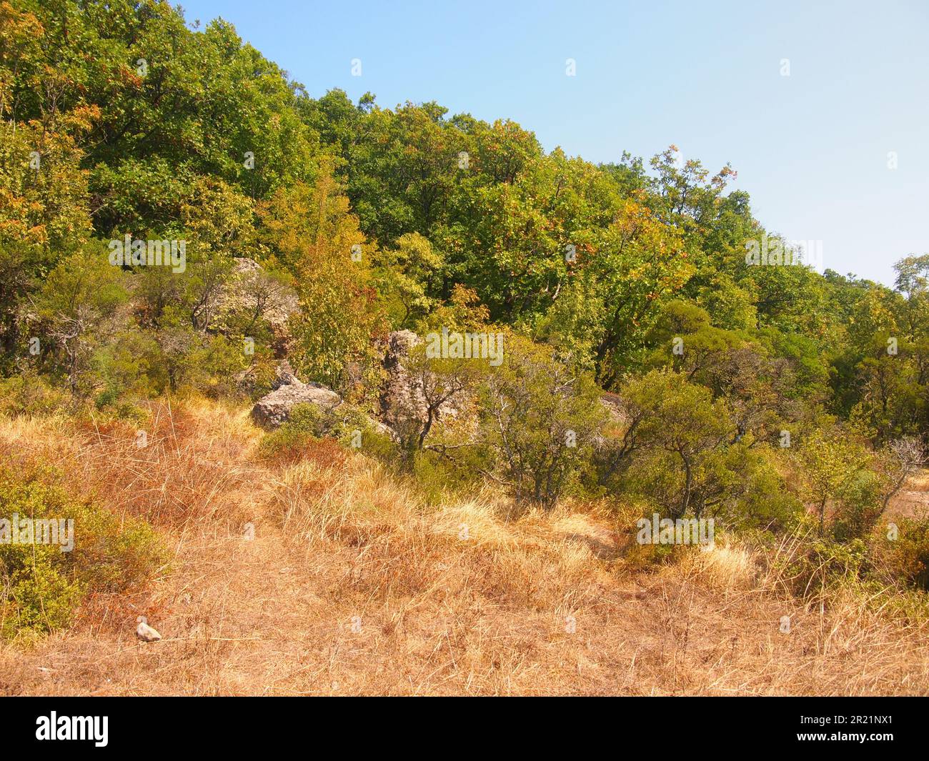Strandzha Nature Park (Burgas Province, Republic of Bulgaria Stock ...