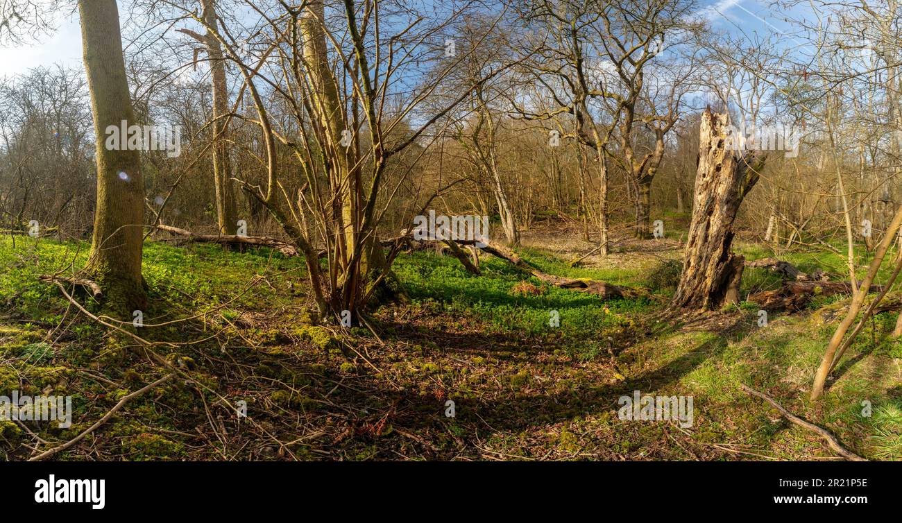 Moody woodland landscape with rotting tree stump prominent, surviving ...