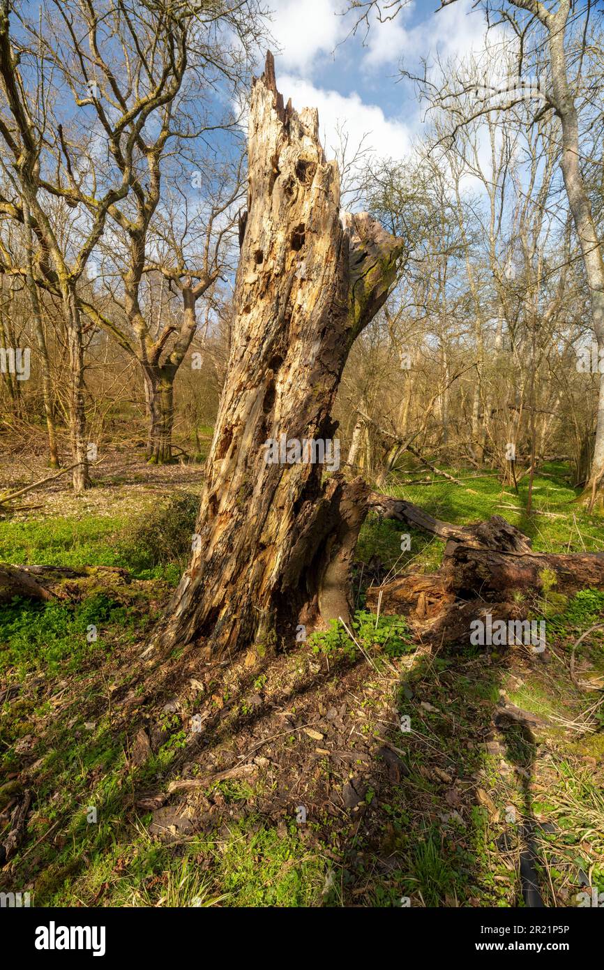 Moody woodland landscape with rotting tree stump prominent, surviving ...