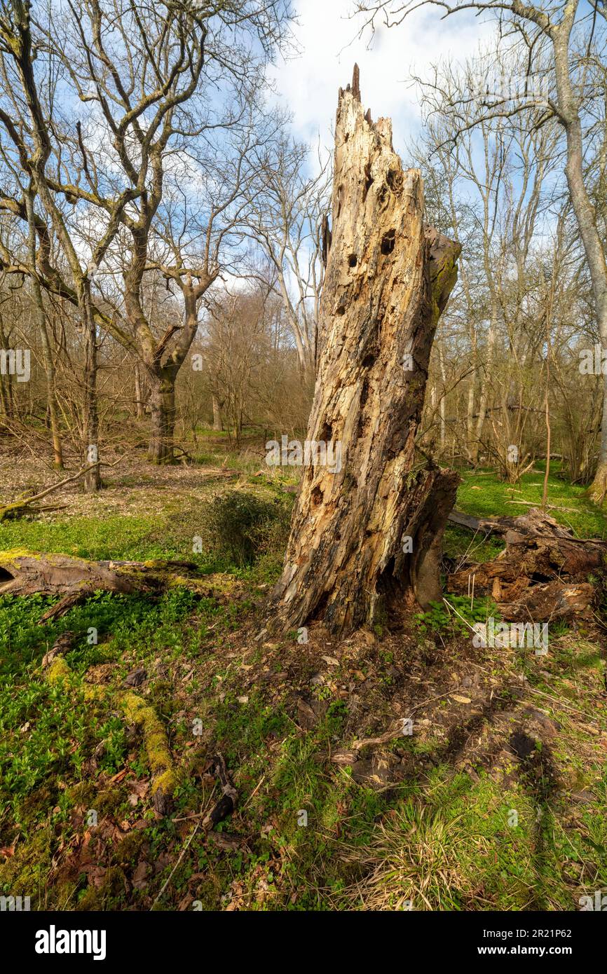 Moody woodland landscape with rotting tree stump prominent, surviving ...