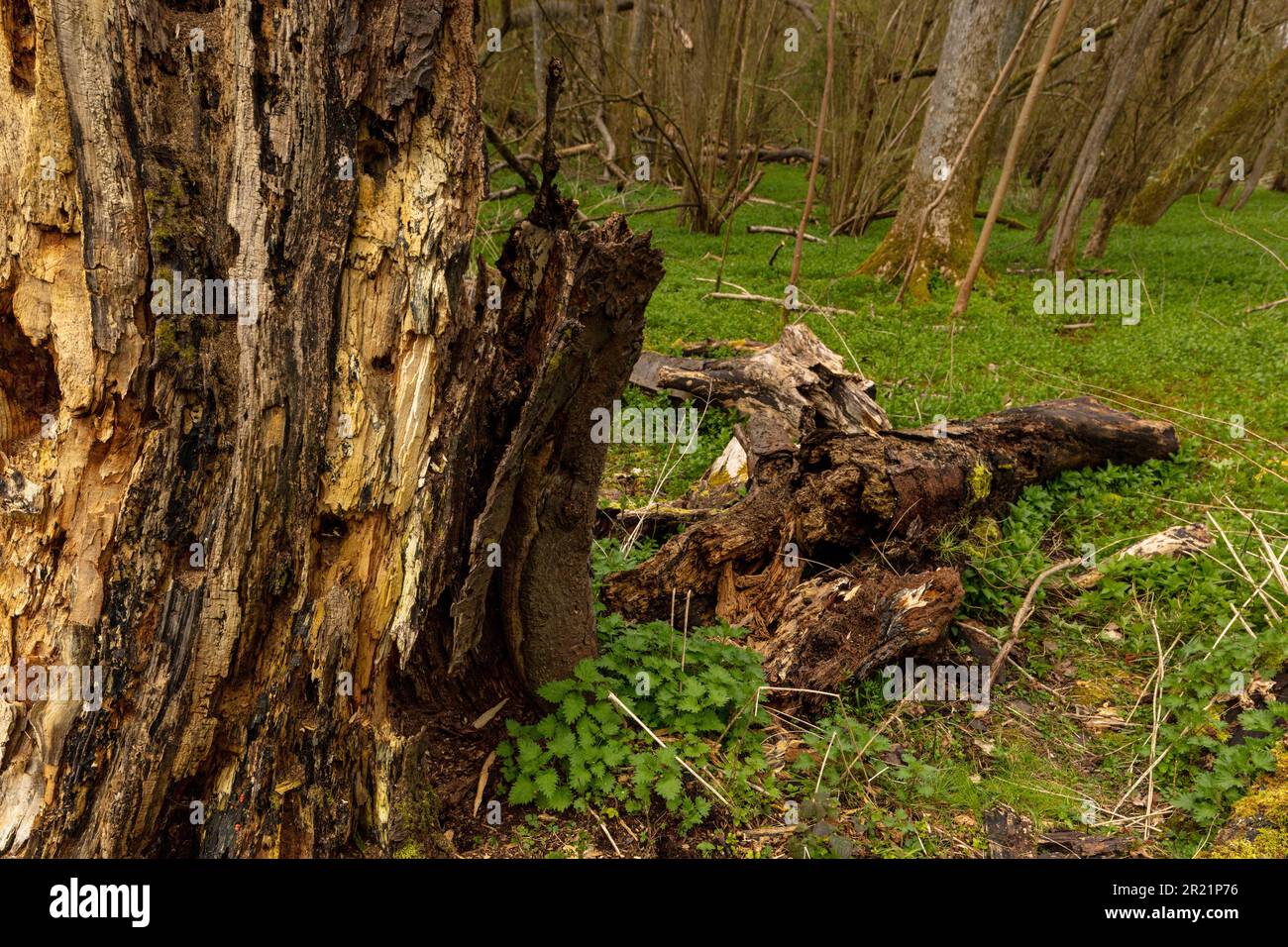 Moody woodland landscape with rotting tree stump prominent, surviving ...