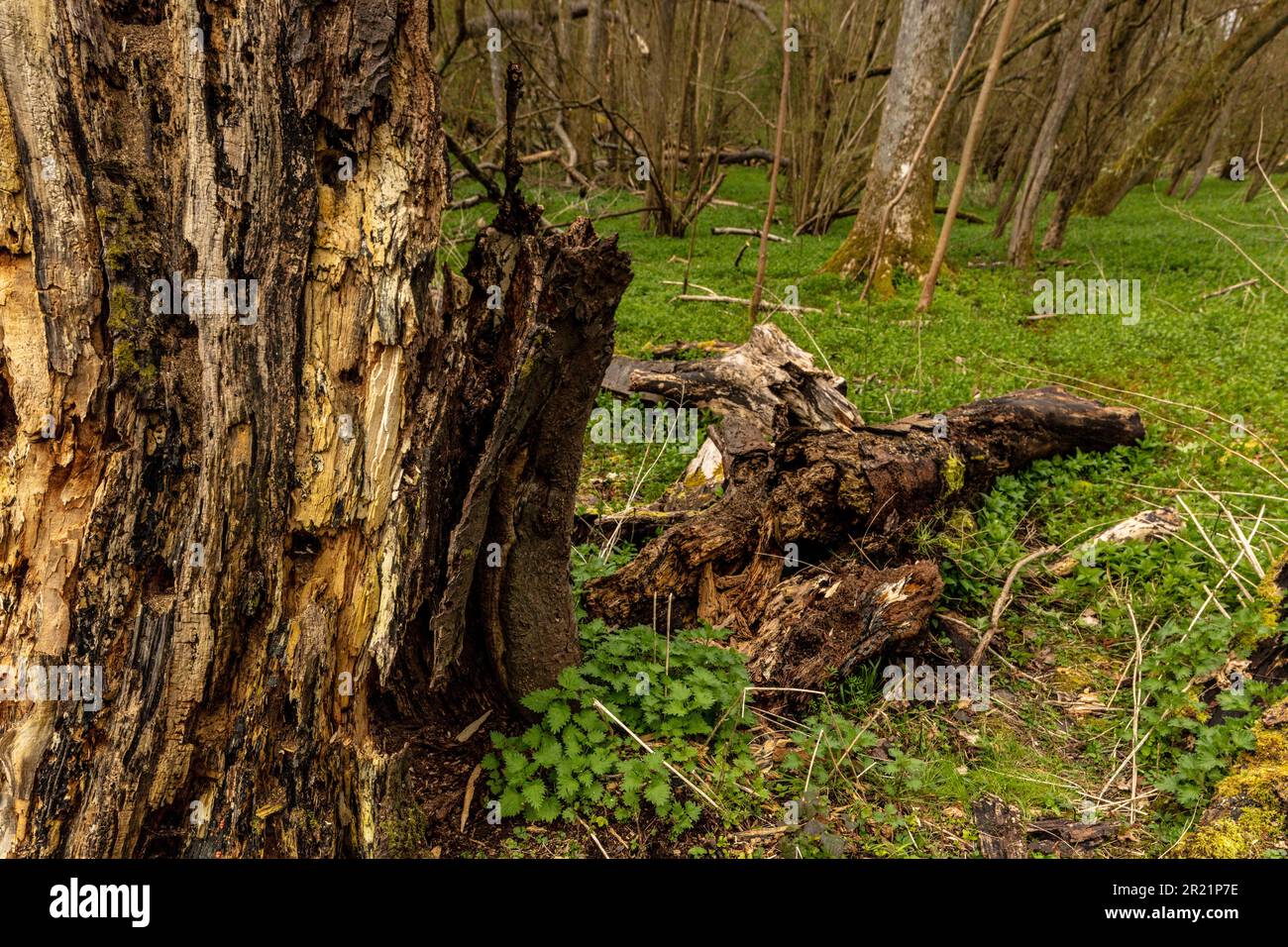 Moody woodland landscape with rotting tree stump prominent, surviving ...