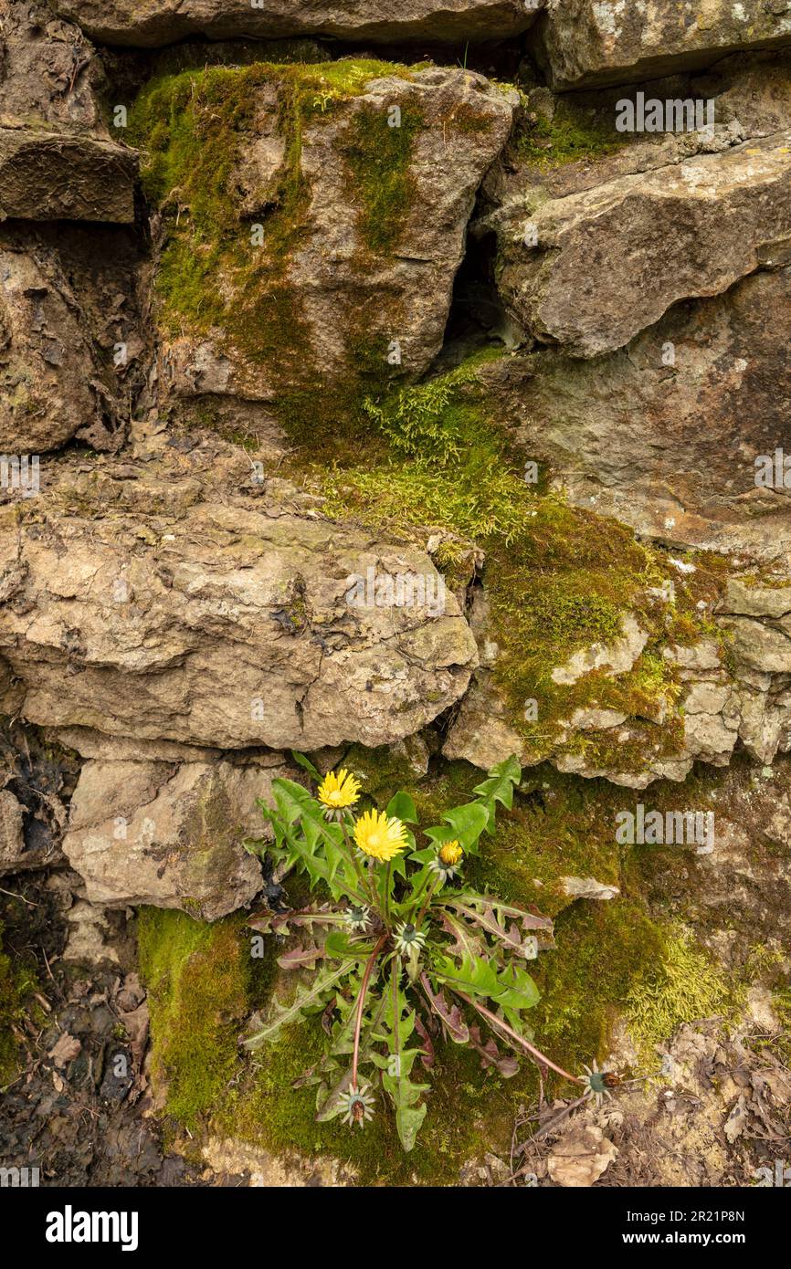 Determination: close up of colourful wildflower Dandylion growing out ...