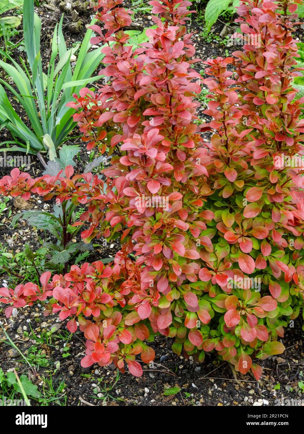 Vibrant Berberis Thunbergii - Florence. Natural close up plant portrait ...
