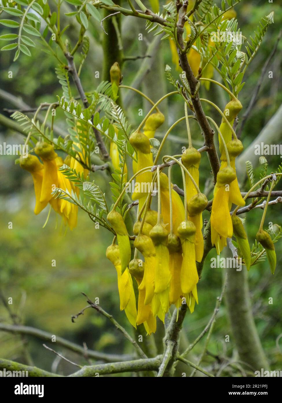 Delightful Sophora tetraptera, kowhai,New Zealand laburnum, pelu tree ...