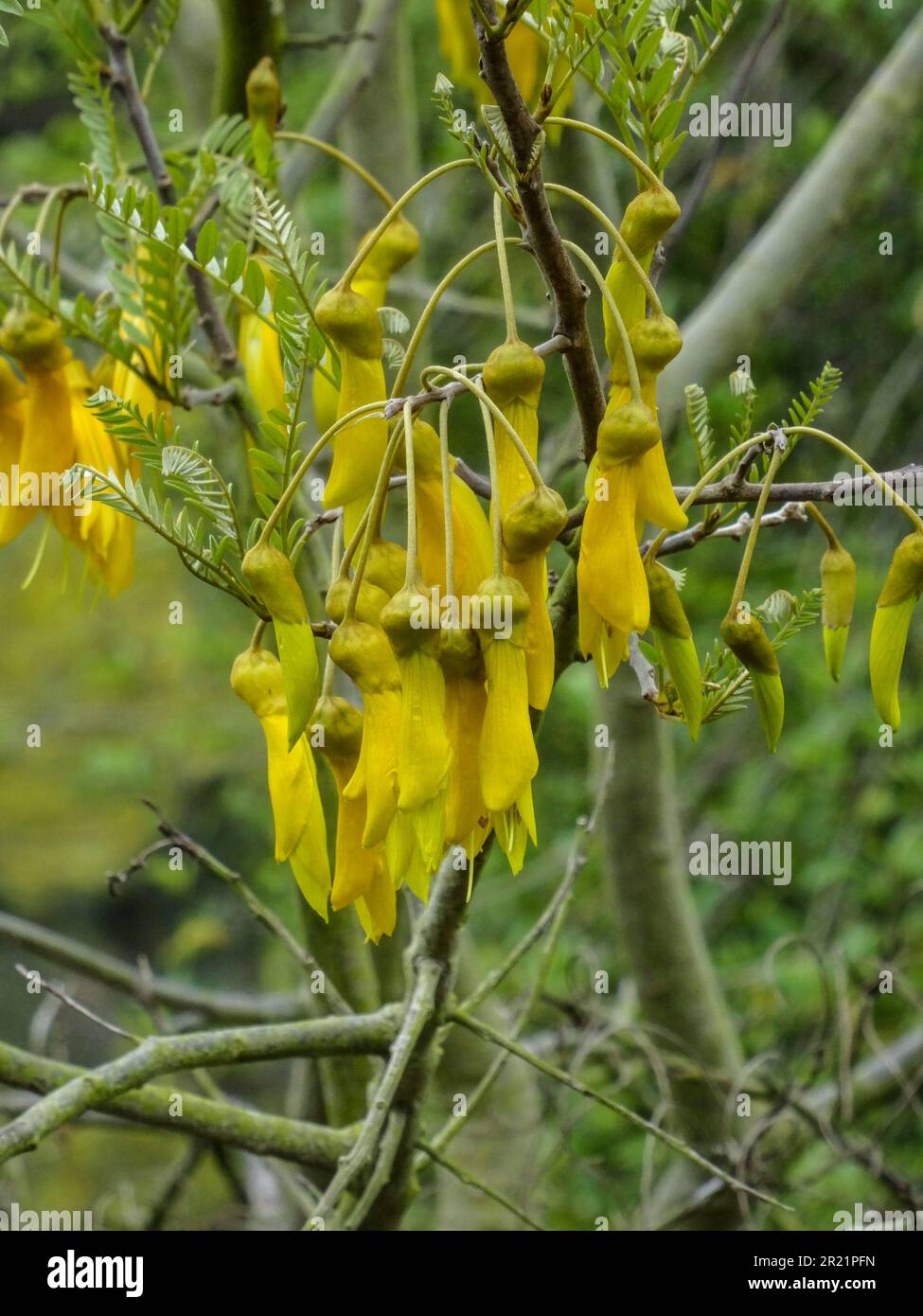 Delightful Sophora tetraptera, kowhai,New Zealand laburnum, pelu tree ...