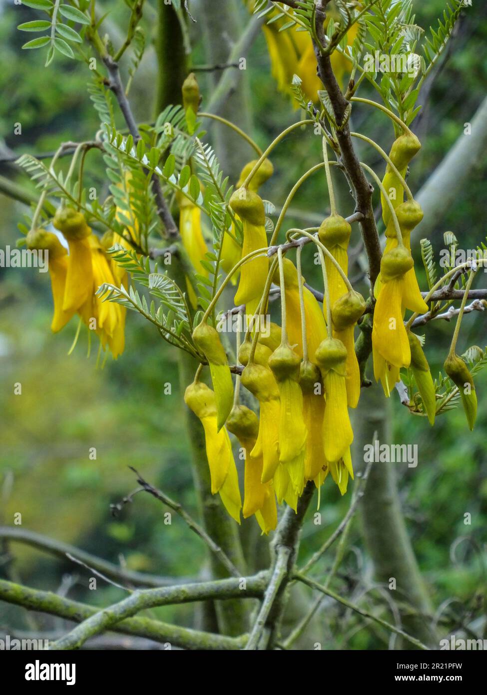 Delightful Sophora tetraptera, kowhai,New Zealand laburnum, pelu tree ...