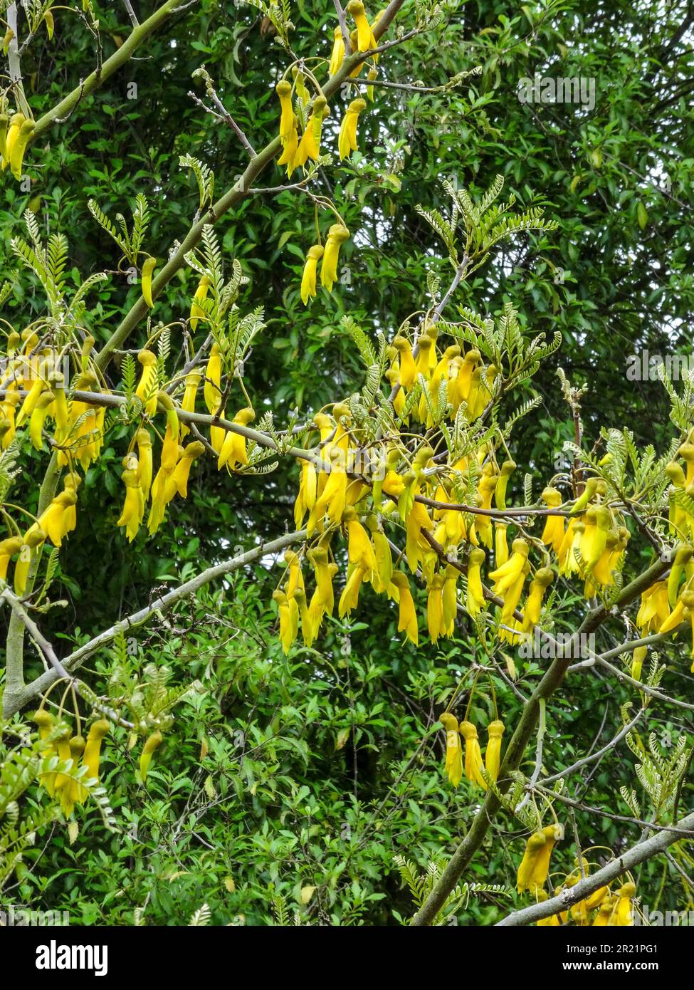Delightful Sophora tetraptera, kowhai,New Zealand laburnum, pelu tree ...