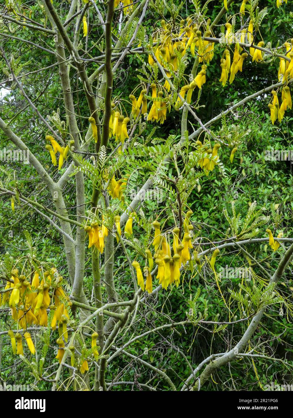 Delightful Sophora tetraptera, kowhai,New Zealand laburnum, pelu tree ...