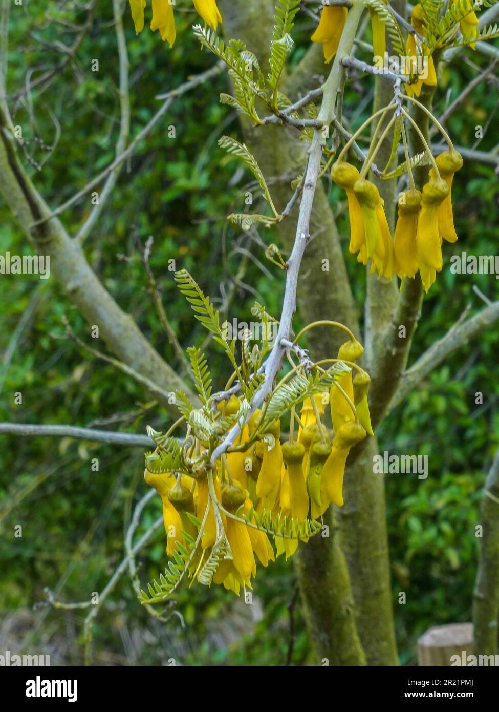 Delightful Sophora tetraptera, kowhai,New Zealand laburnum, pelu tree ...