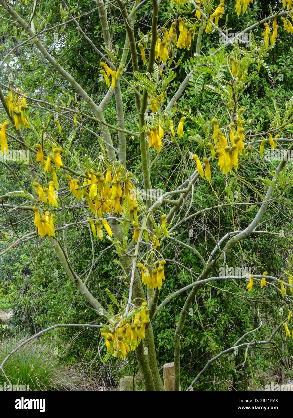 Delightful Sophora tetraptera, kowhai,New Zealand laburnum, pelu tree ...
