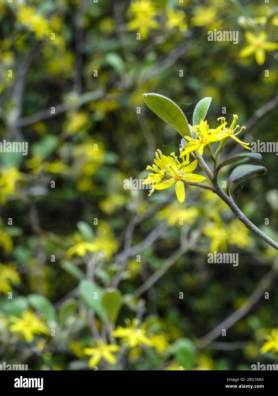 Outstanding spring flowering Corokia x Virgata, hybrid wire-netting ...
