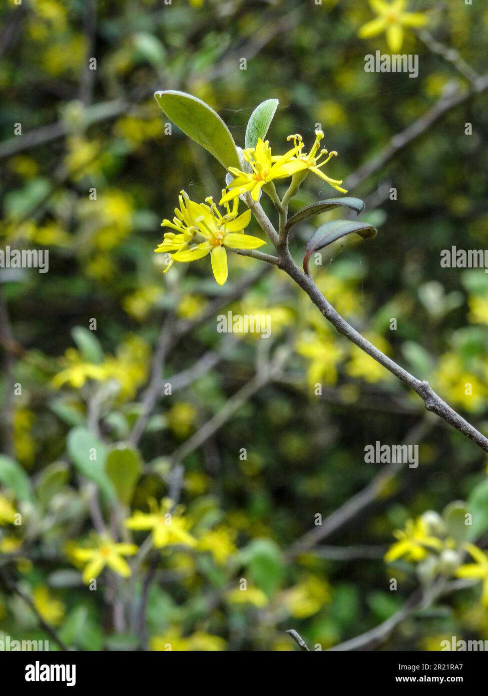 Outstanding spring flowering Corokia x Virgata, hybrid wire-netting ...