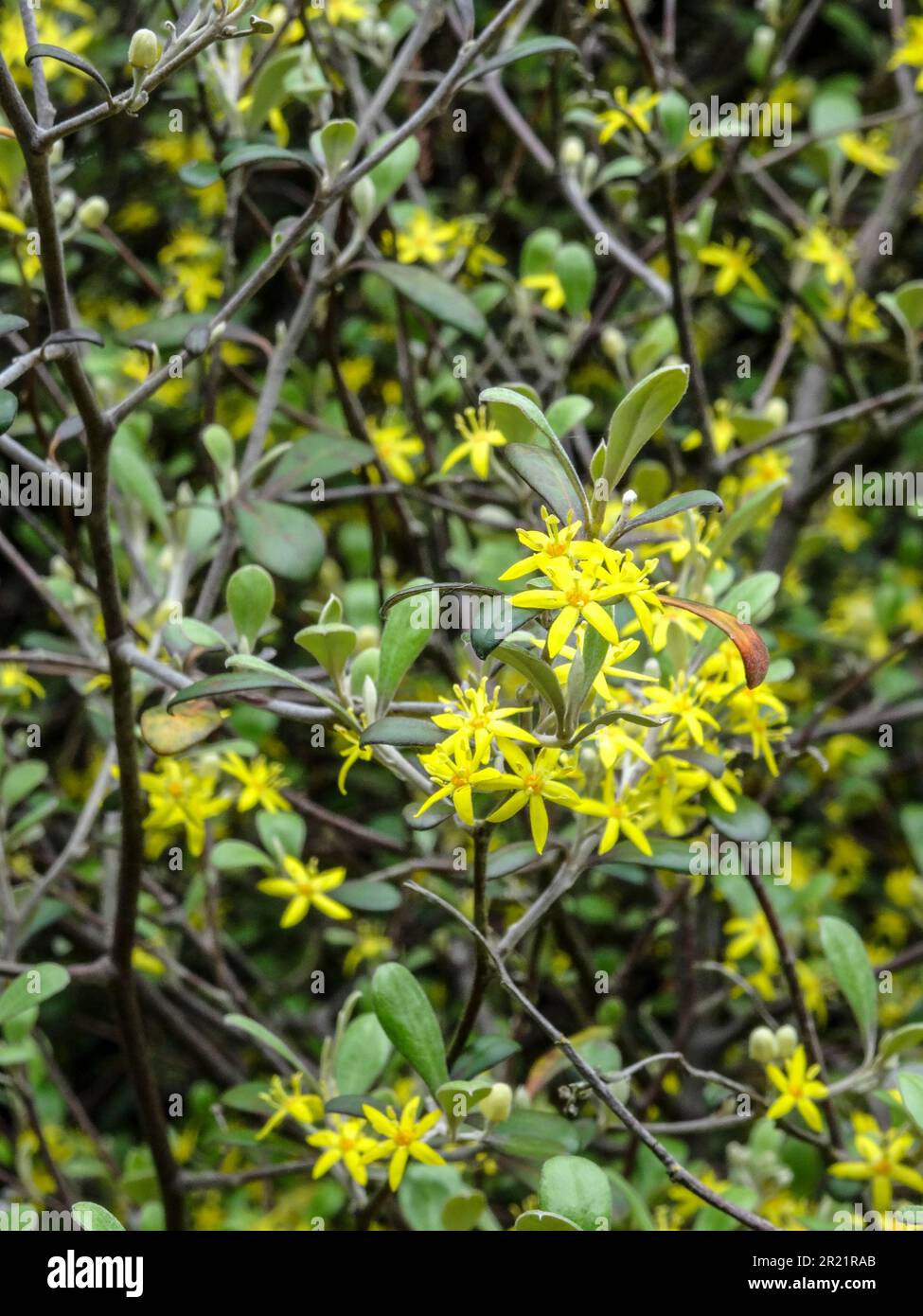 Outstanding spring flowering Corokia x Virgata, hybrid wire-netting ...