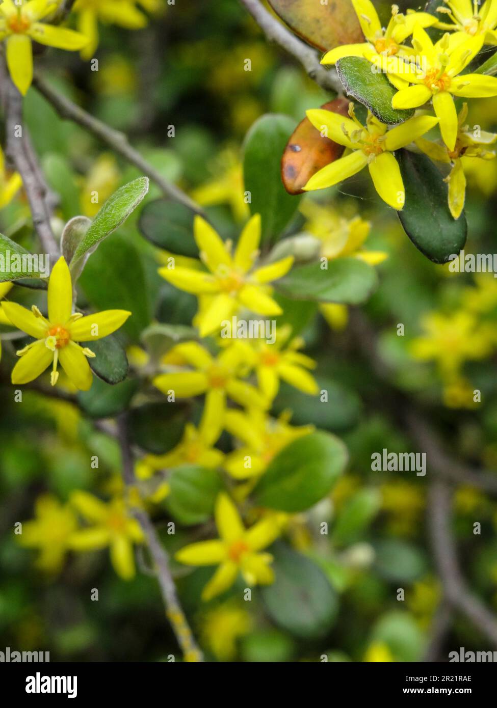 Outstanding spring flowering Corokia x Virgata, hybrid wire-netting ...