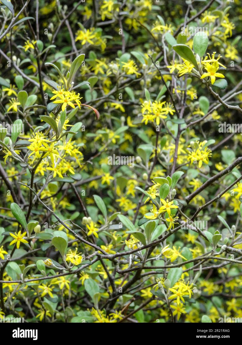 Outstanding spring flowering Corokia x Virgata, hybrid wire-netting ...