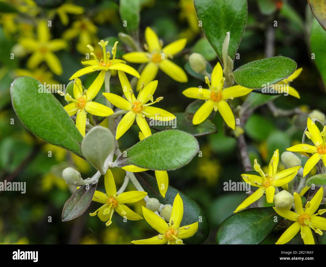 Outstanding spring flowering Corokia x Virgata, hybrid wire-netting ...