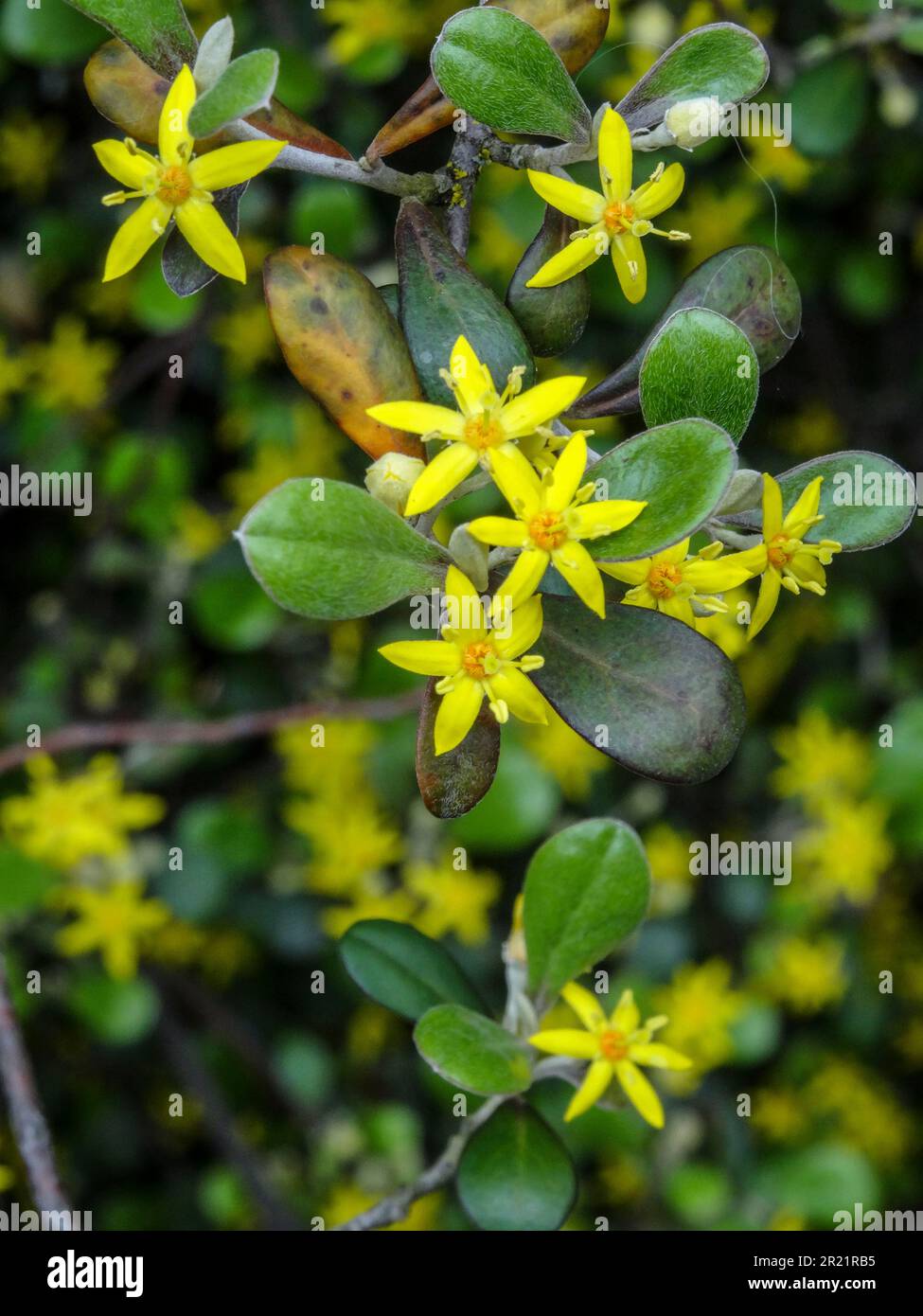 Outstanding spring flowering Corokia x Virgata, hybrid wire-netting ...