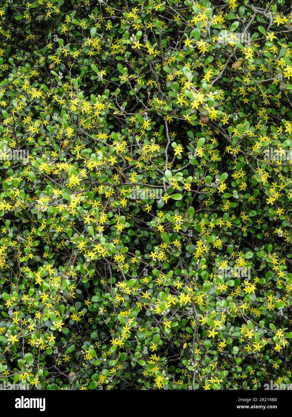 Outstanding spring flowering Corokia x Virgata, hybrid wire-netting ...