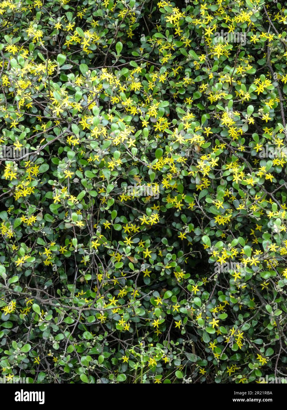 Outstanding spring flowering Corokia x Virgata, hybrid wire-netting ...