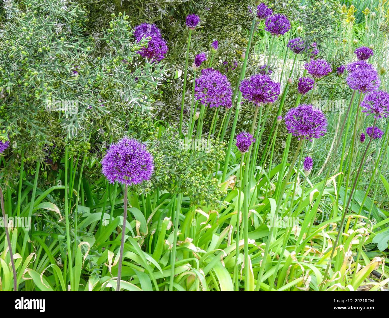 Ever popular Allium Hollandicum - Purple Sensation. Natural close up ...