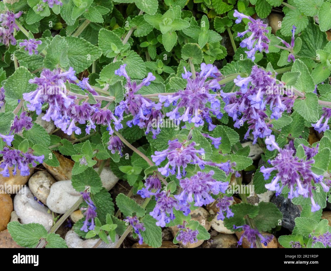 Close up natural flowering plant portrait of the useful Nepeta Racemosa ...