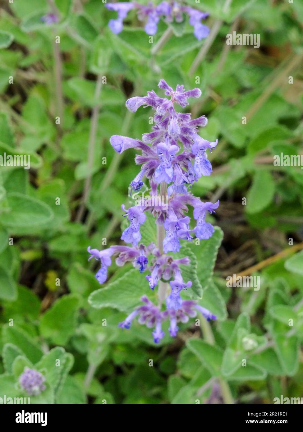 Close up natural flowering plant portrait of the useful Nepeta Racemosa ...