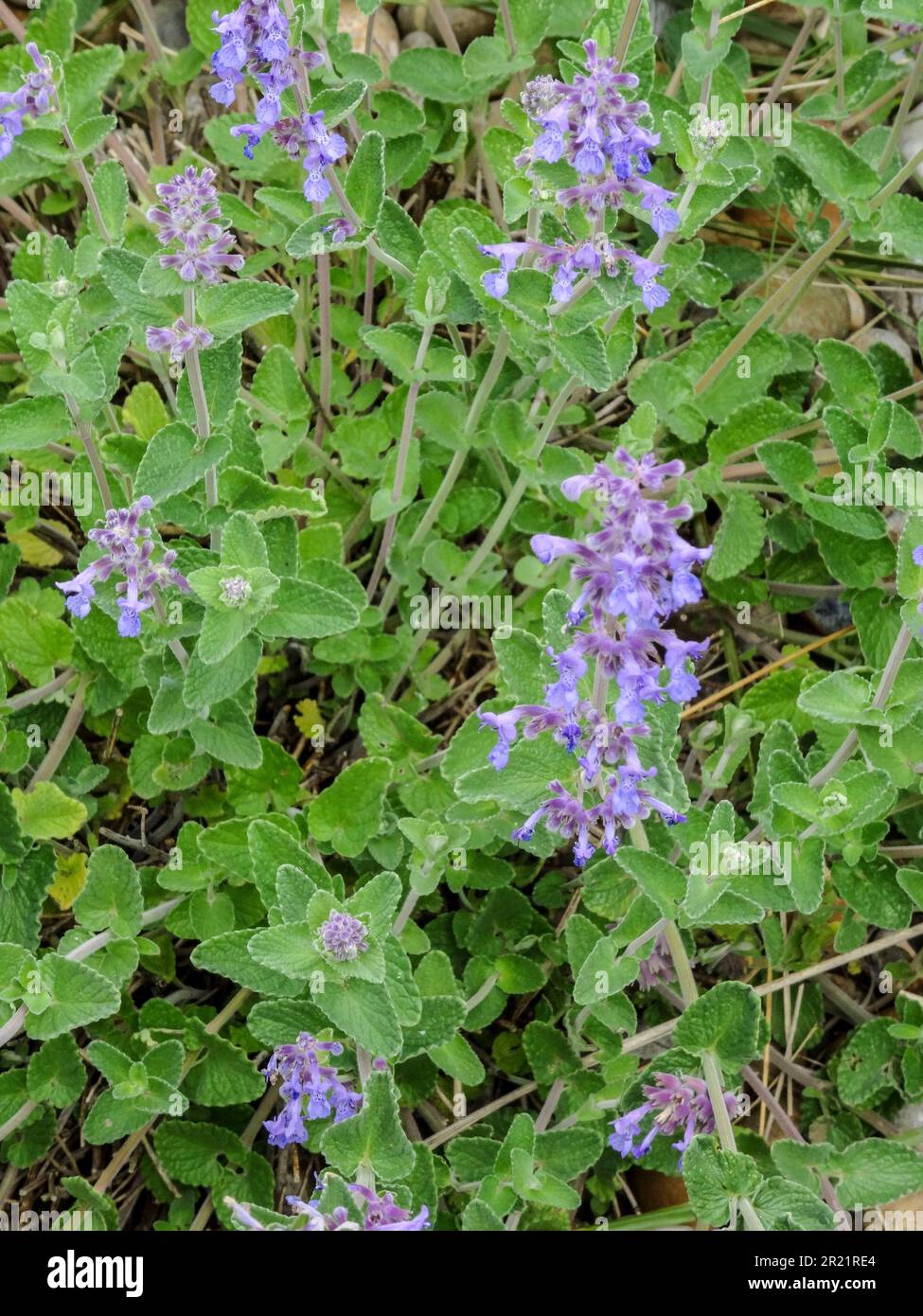 Close up natural flowering plant portrait of the useful Nepeta Racemosa ...